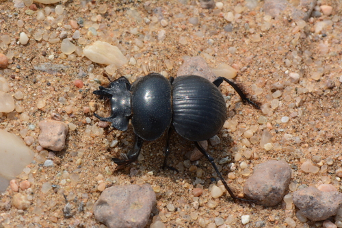 Pachysoma valeflorae · iNaturalist