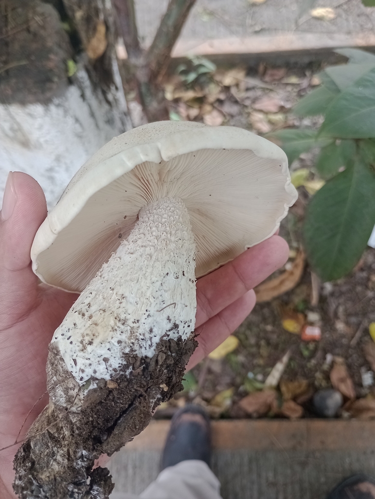 American titan from Fredepo, 92917 Totolapa, Ver., México on November ...
