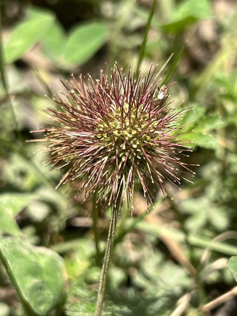 Biddy-biddy from Hassans Walls Reserve, Hassans Walls, NSW, AU on ...