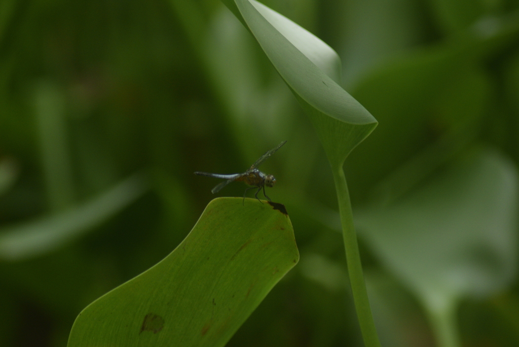 Oriental Blue Dasher from Tuban Regency, East Java, Indonesia on ...