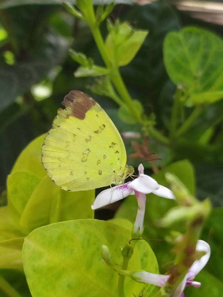 Three-spotted Grass Yellow from Mavalli, Bengaluru, Karnataka, India on ...