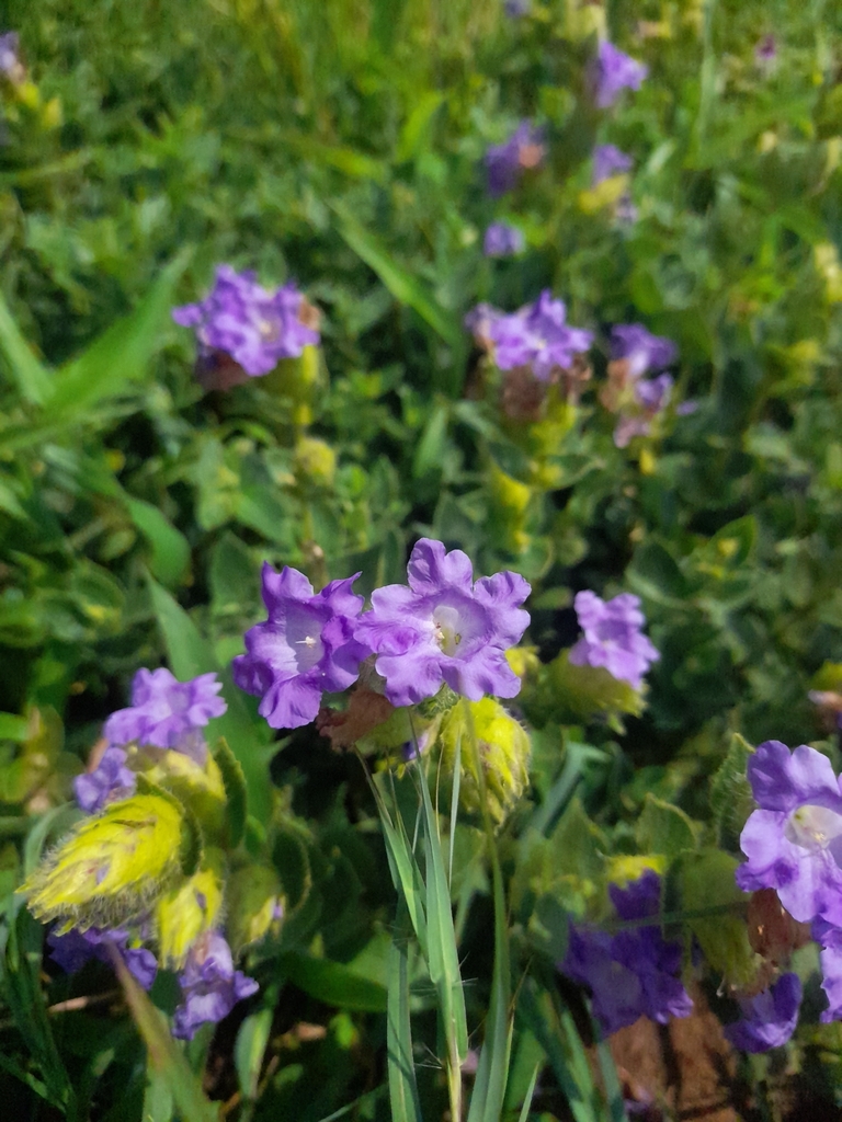 Karvi from Kas Plateau ( Valley Of Flowers ) on October 10, 2023 at 11: ...