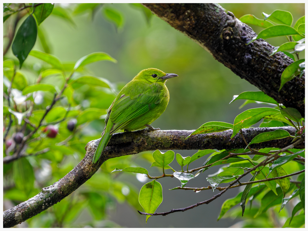 Lesser Green Leafbird in December 2023 by Chen Gim Choon · iNaturalist