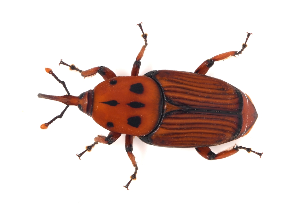 Red Palm Weevil from Dali, Yunnan, China on December 10, 2023 at 05:31 ...