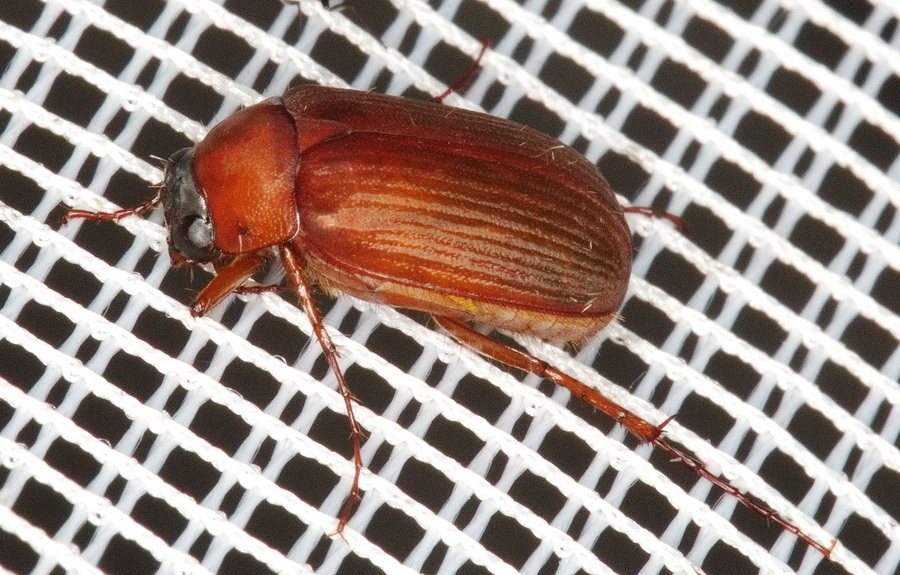 Brown Chafer from 94051 Hauzenberg, Deutschland on July 20, 2022 at 11: ...