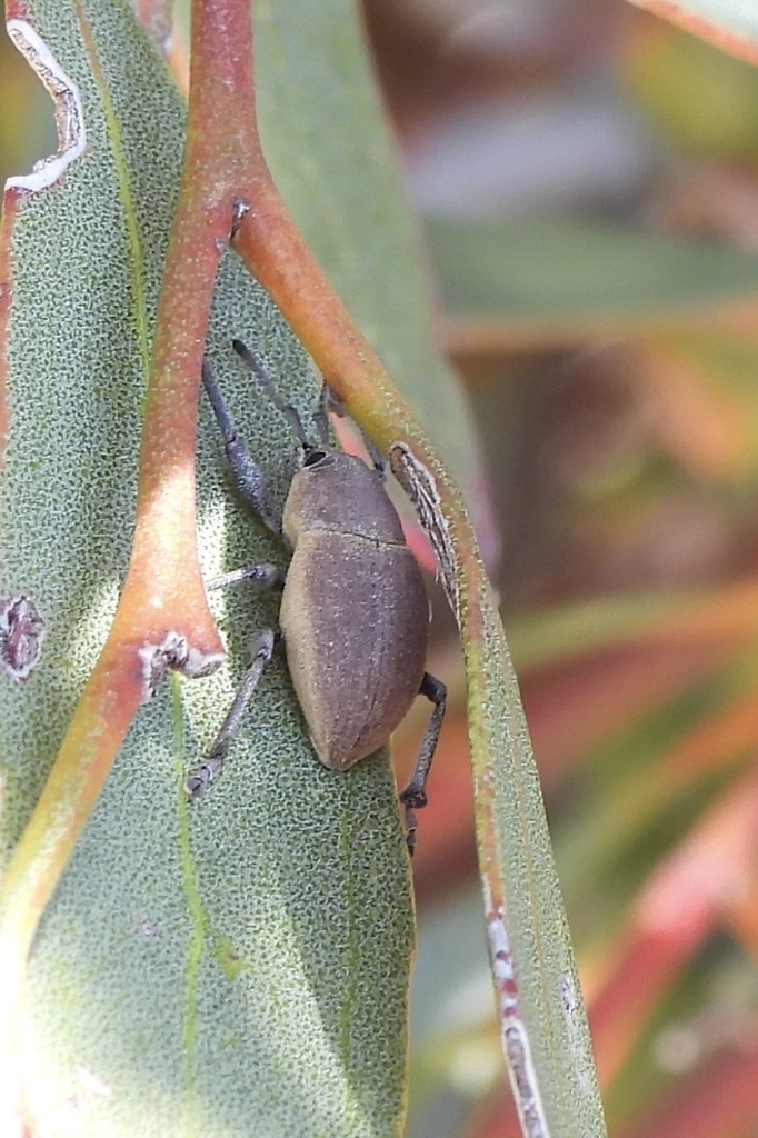 Broad-nosed Weevils from Nildottie SA 5238, Australia on November 27 ...