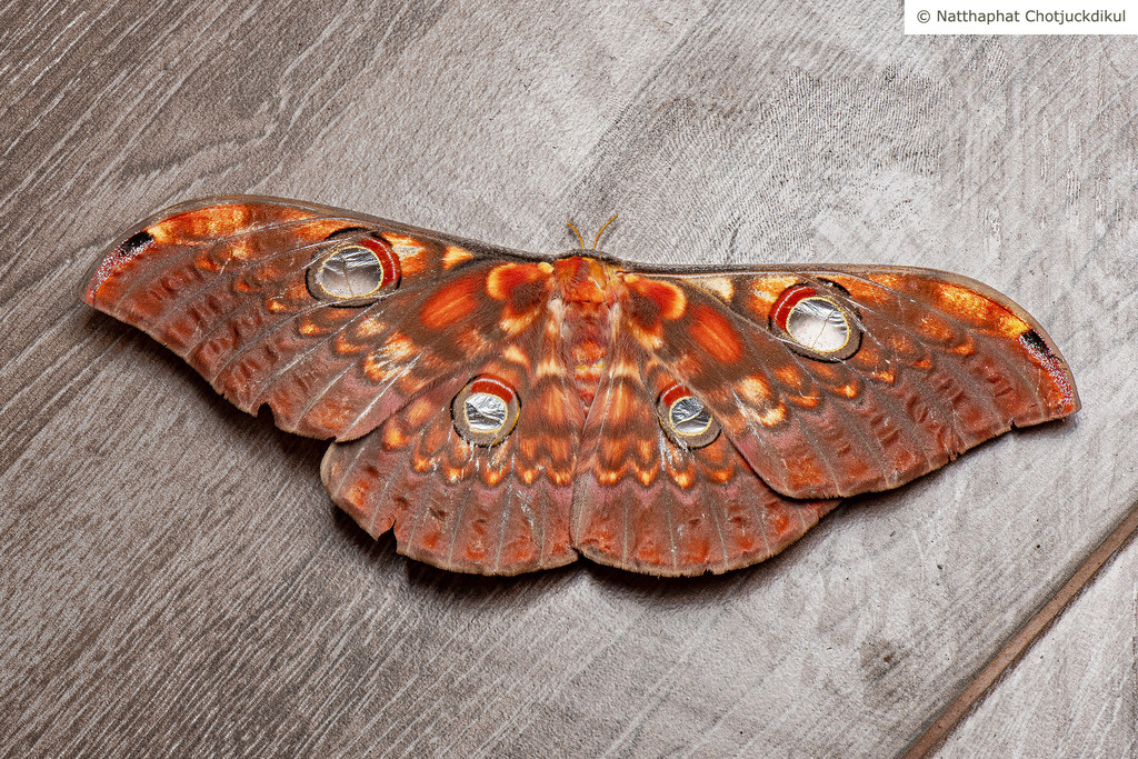 Antheraea larissa from Phukhao Thong, Sukhirin District, Narathiwat ...