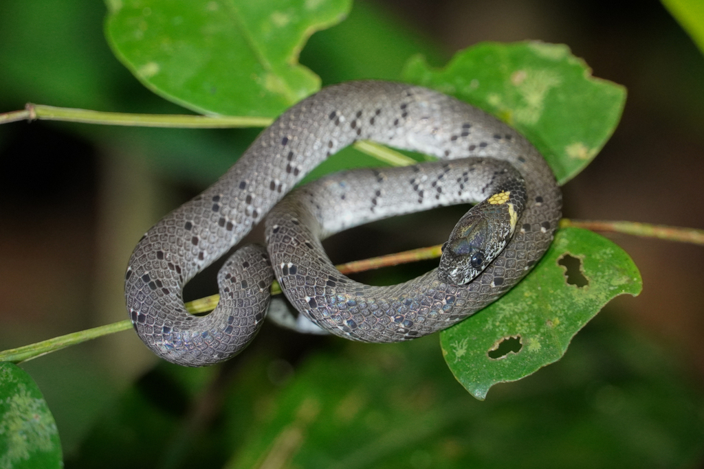 White-spotted slug snake from Vĩnh Cửu District, Dong Nai, Vietnam on ...