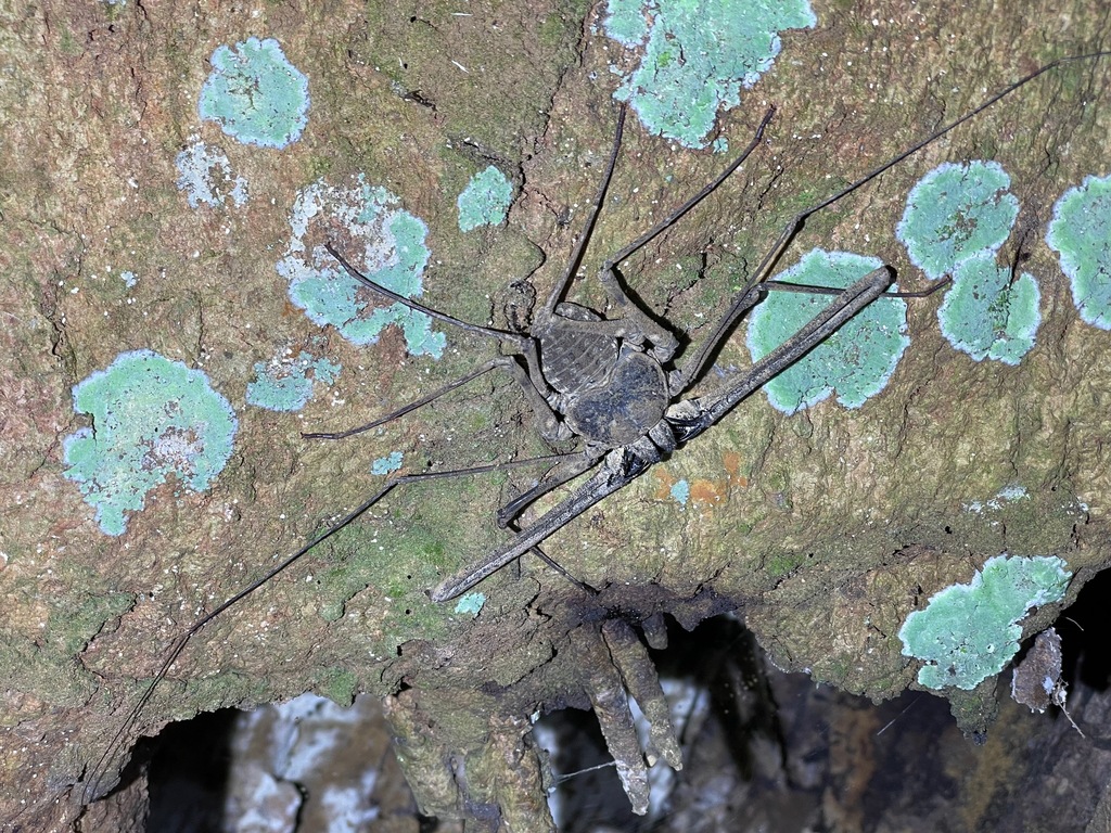 Phrynichus from Vĩnh Cửu District, Dong Nai, Vietnam on December 9 ...