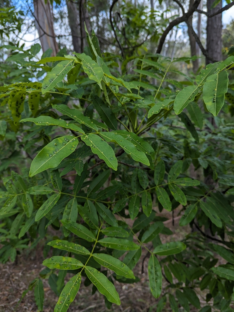 Flindersia from Mount Mellum QLD 4550, Australia on December 10, 2023 ...