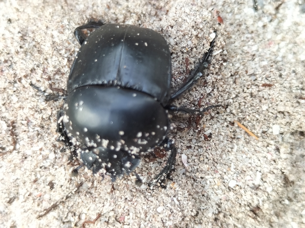 Scarabs from Betty's Bay, 7141, South Africa on December 8, 2023 at 06: ...