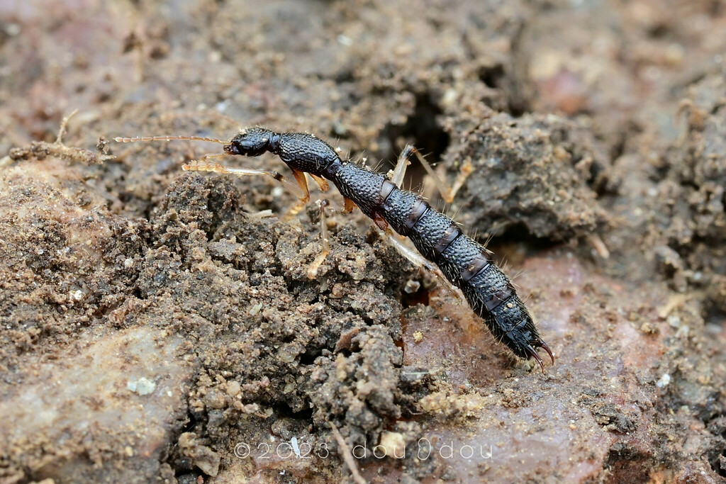 Oedichirus from 中国海南省五指山市水满乡 on December 29, 2022 at 09:39 PM by 豆豆 ...
