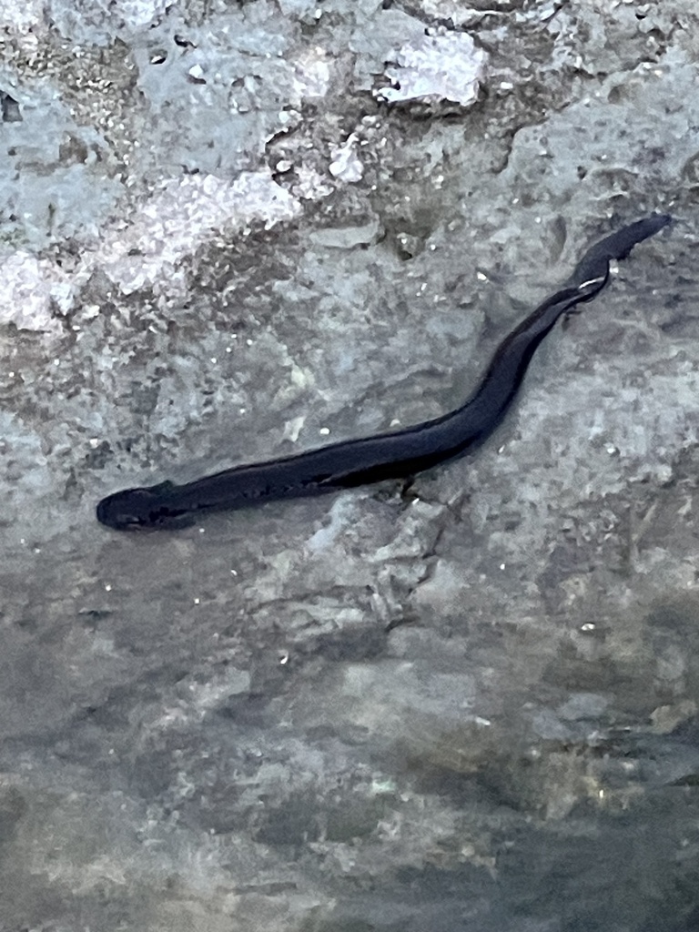 Western Lesser Siren from E Worthey St, Gonzales, LA, US on December 10 ...