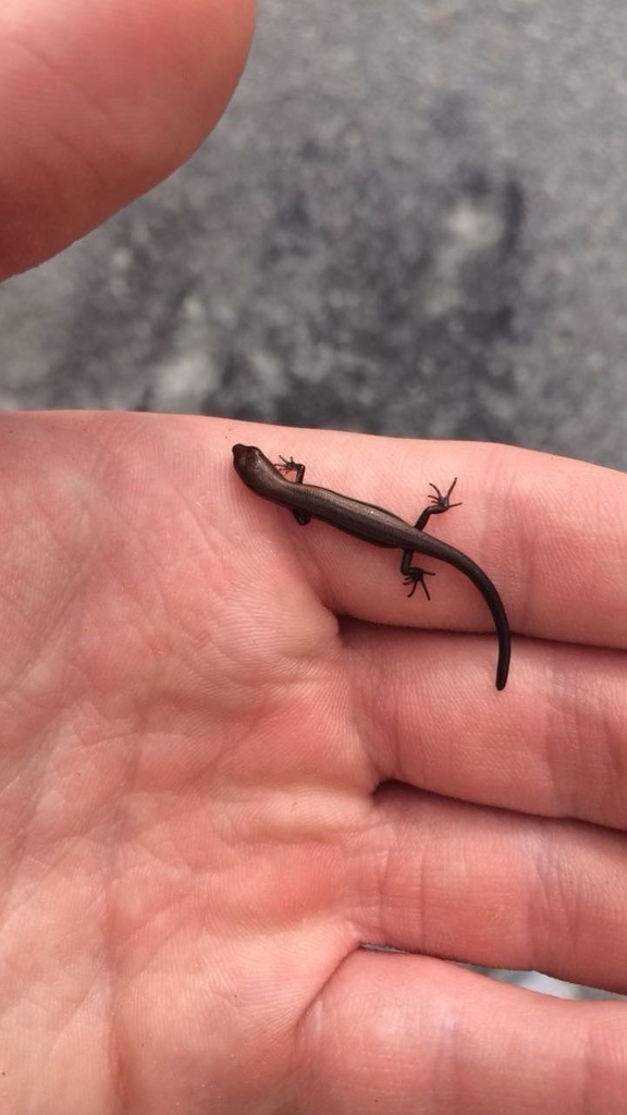 Little Brown Skink in September 2017 by nc_jason. Clearly a baby, very ...