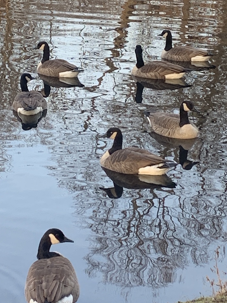 Canada Goose from Rahway River Park, Rahway, NJ, US on December 9, 2023 ...