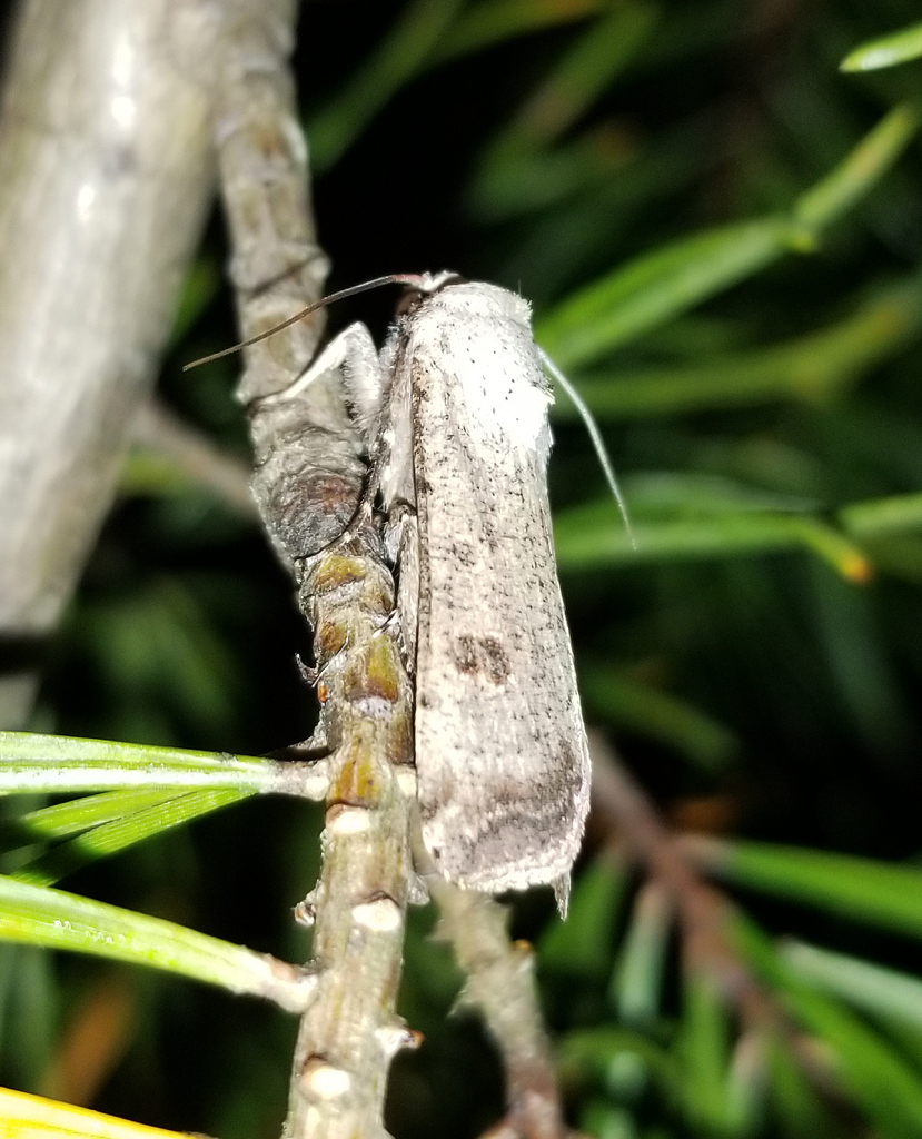 Green Cutworm Moth from Fentress County, TN, USA on December 09, 2023 ...