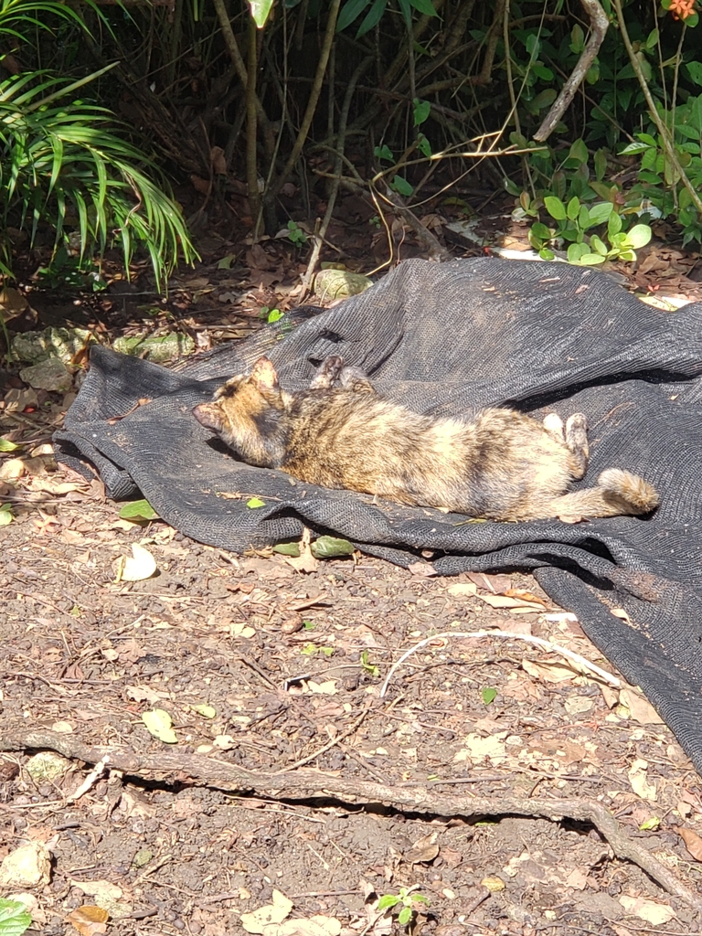Domestic Cat from 66WM+5QJ, Belmopan, Belize on December 10, 2023 at 09 ...