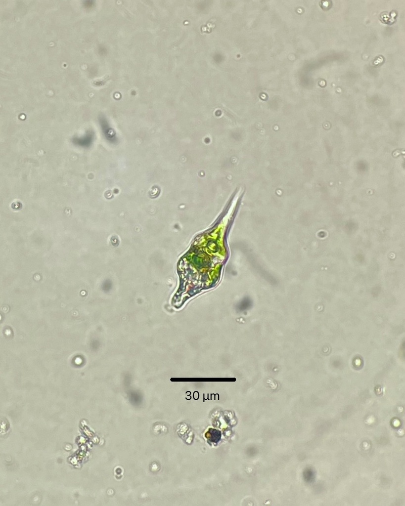 Discoplastis constricta from สวนสุขภาพกองทัพอากาศ, กรุงเทพมหานคร ...