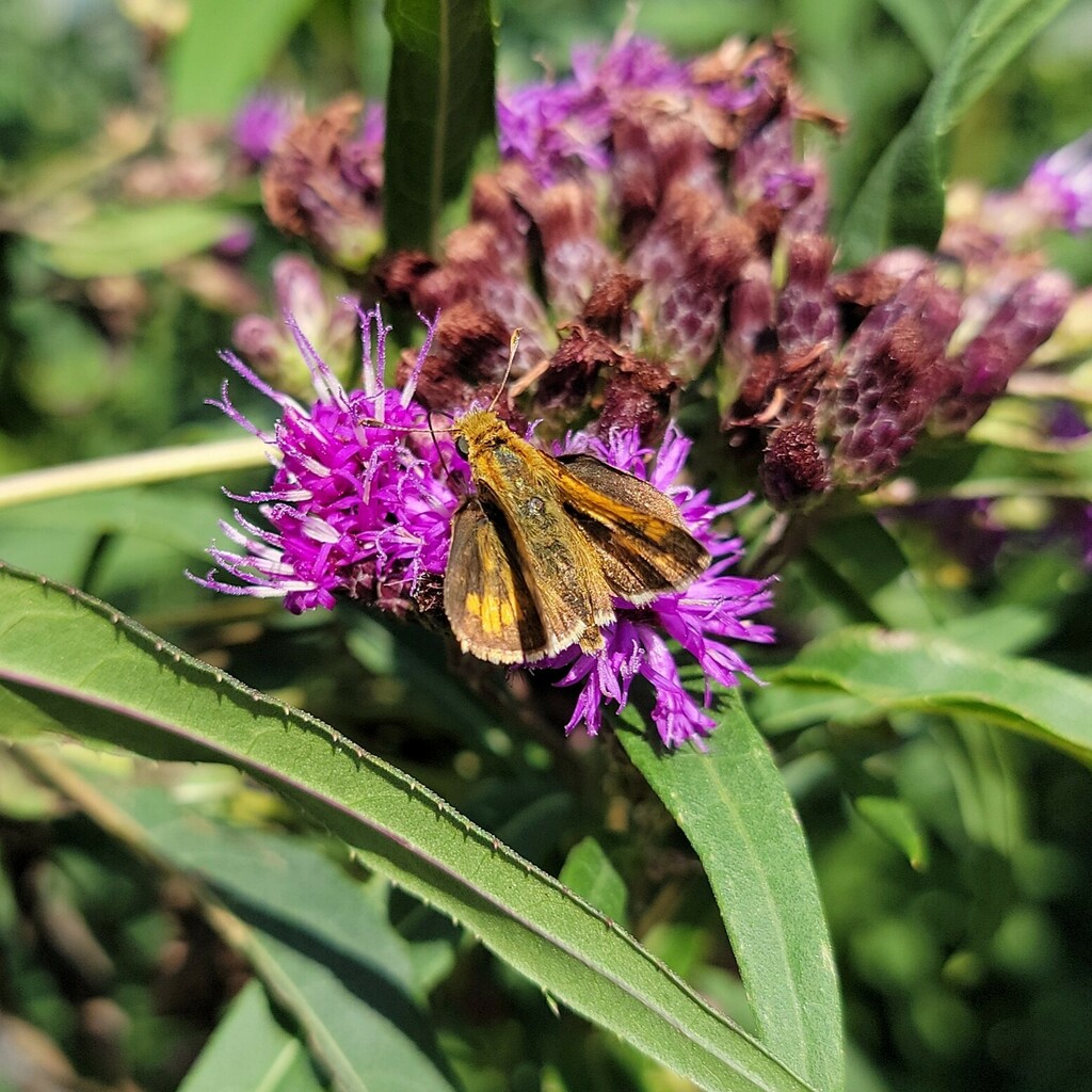 Peck's Skipper in August 2022 by Cynthia Darnell. Lake Phalen · iNaturalist