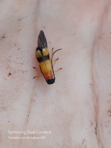 Phaea crocata · iNaturalist