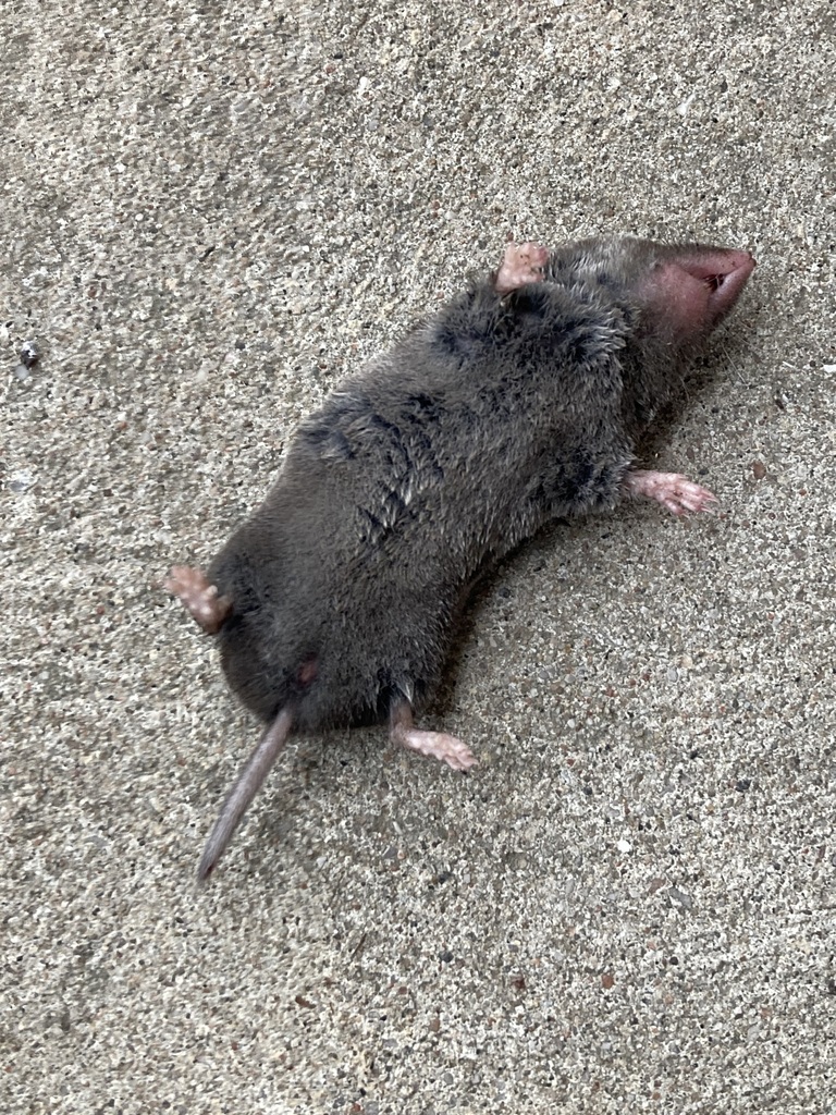 Northern Short-tailed Shrew from Simcoe, Ontario, Canada on December 10 ...