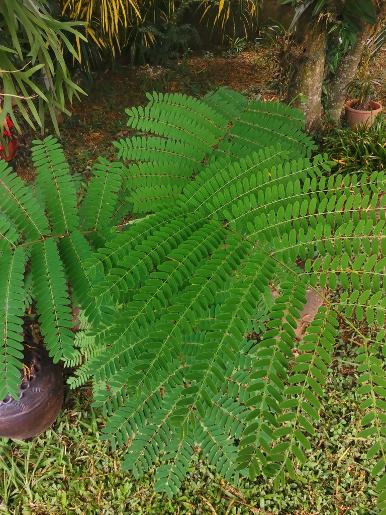 Brazilian fern tree from 2J3G+65R, Provincia de Alajuela, Santa Eulalia ...