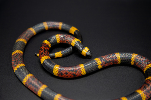 Texas Coral Snake (Common Snakes Identification Guide for the Houston ...
