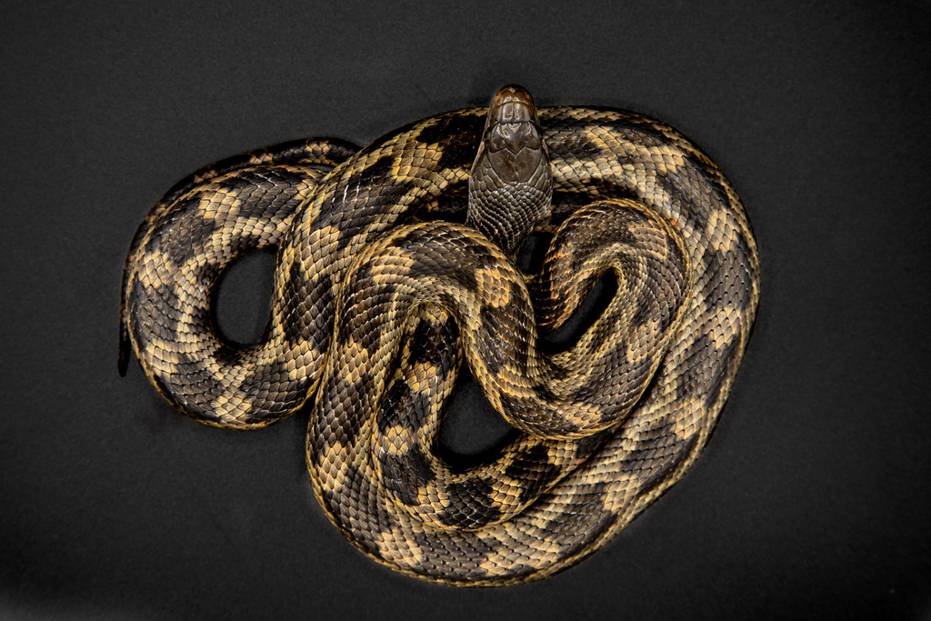 Western Rat Snake (Common Snakes Identification Guide for the Houston ...