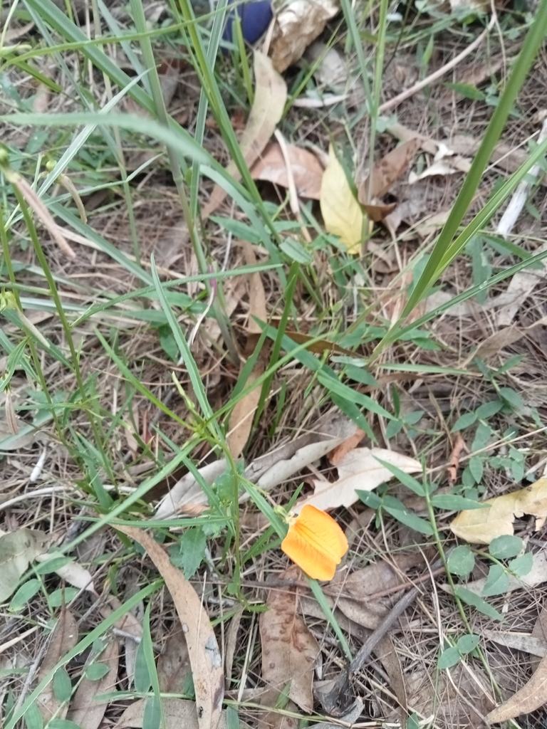 spade flower from Boronia Heights QLD 4124, Australia on December 11 ...