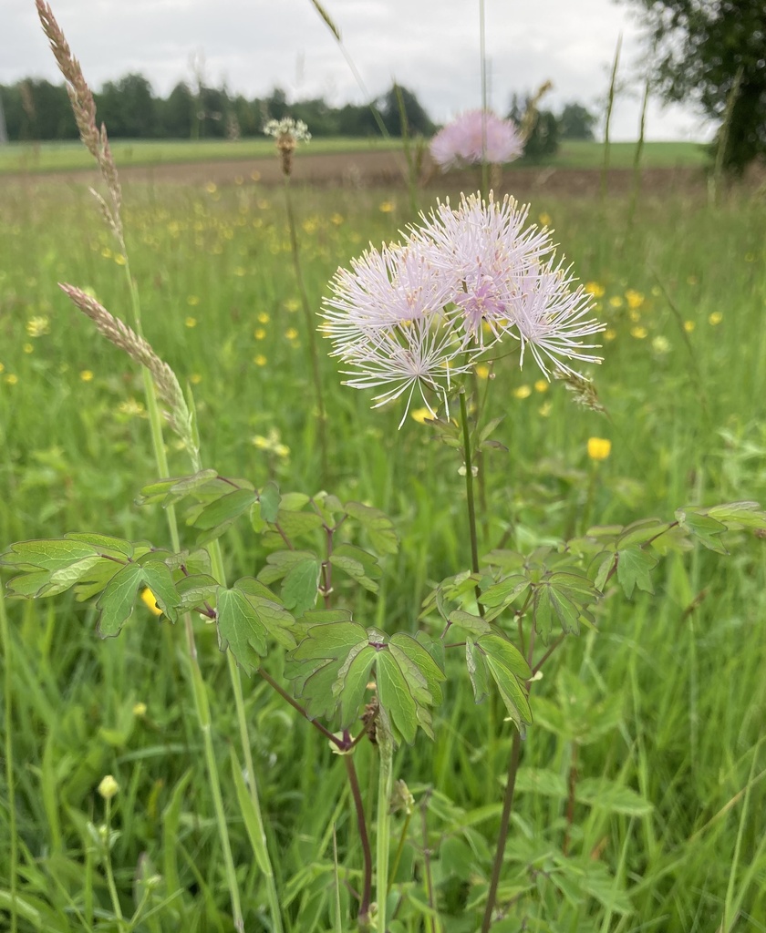 French meadow-rue in May 2023 by gehrigmi · iNaturalist