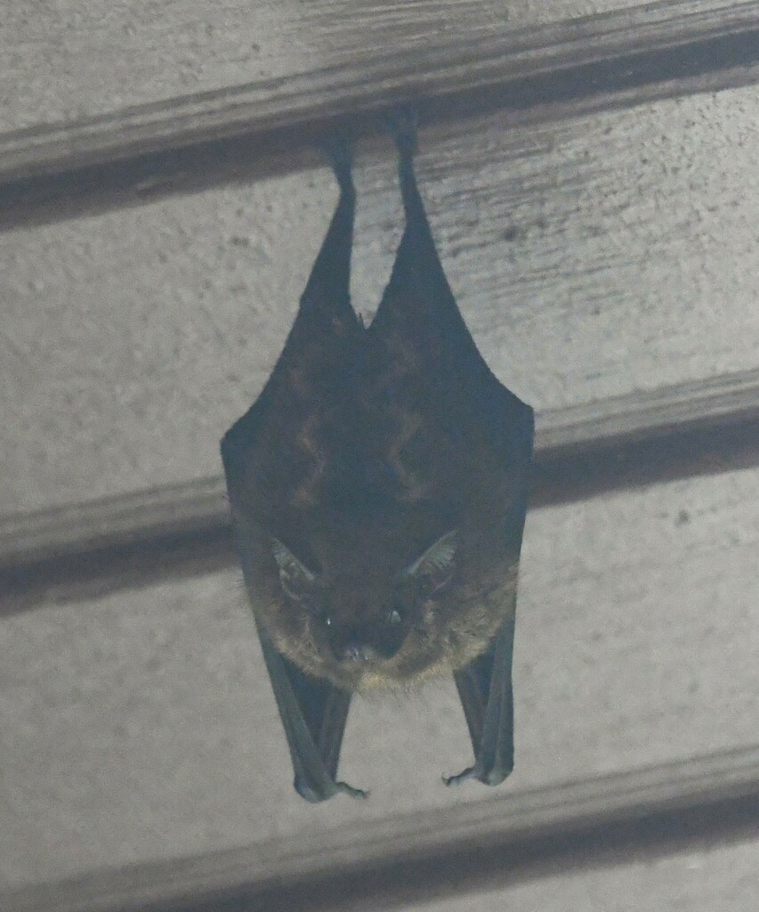 Greater Sac-winged Bat from Tunapuna/Piarco Regional Corporation ...