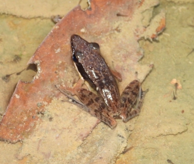 Nicobarese Frog from 9M42+V7 Kampungku Retreat, 48200 Serendah ...