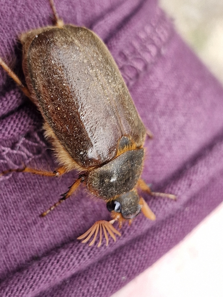 June Beetles from Mount Beauty - Tawonga South VIC, Australia on ...