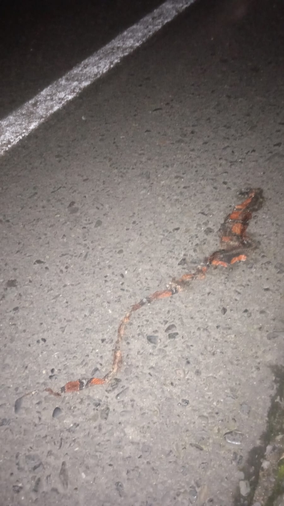 Double-banded Coral Snake Mimic from H9X6+RQ, Circasia, Quindío ...