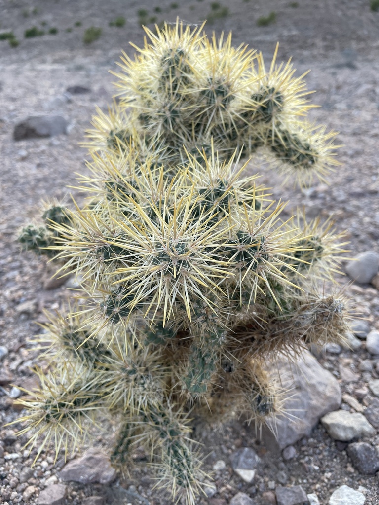 Silver Cholla from Amargosa Valley, NV, US on December 10, 2023 at 03: ...