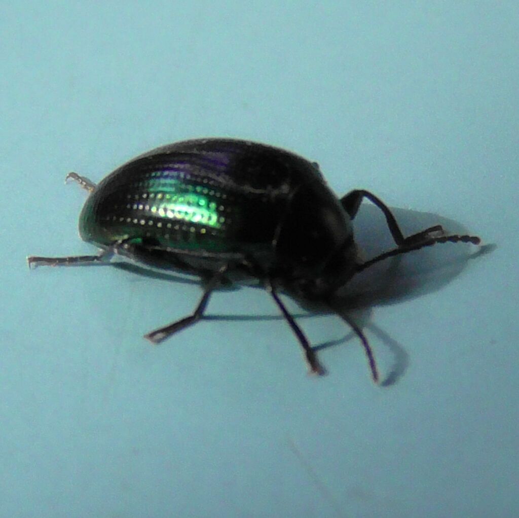 Chalcopterus Beetles from Watsonville QLD 4887, Australia on December ...