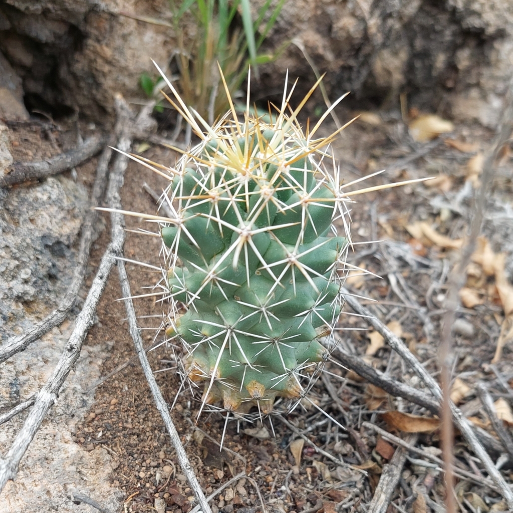 Coryphantha clavata in December 2023 by Rojo Hernández Jose Mauro ...