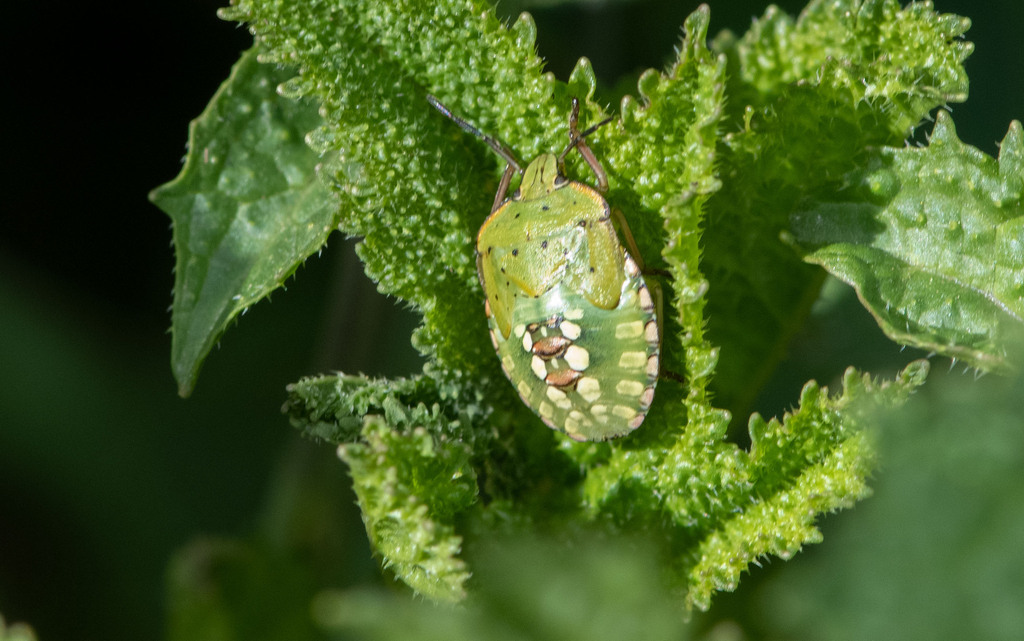 Southern Green Stink Bug from Tarzana, Los Angeles, CA, USA on December ...
