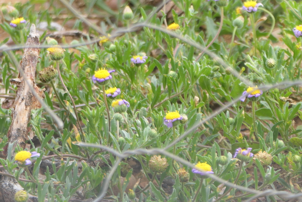 Soft Felicia from Addo Elephant National Park, Cacadu, Eastern Cape ...