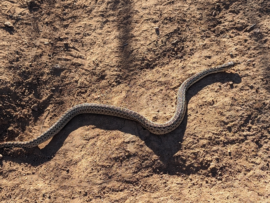 Gopher Snake from Lake Murray, San Diego, CA, USA on December 10, 2023 ...