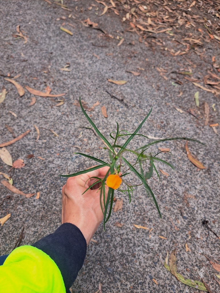 spade flower from Scrubby Creek QLD 4570, Australia on December 11 ...