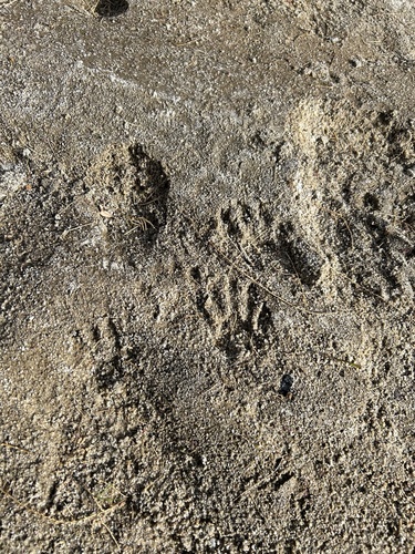 Raccoon Tracks – NatureTracking