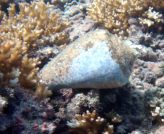 Eastern Pacific Giant Conch from Coiba Island, Veraguas Province ...