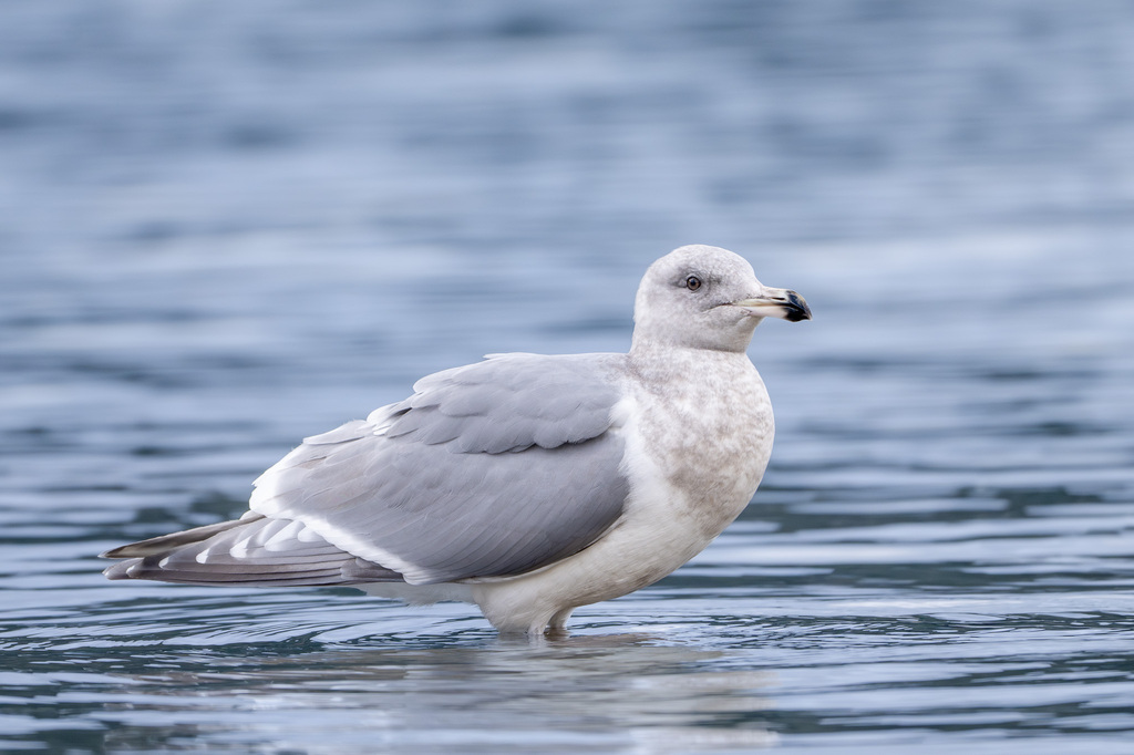 Large White-headed Gulls from King County, WA, USA on December 10, 2023 ...