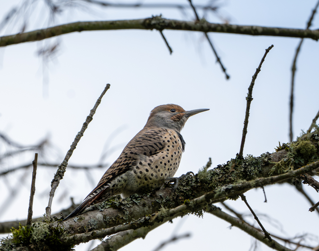 Northern Flicker from Issaquah, WA, USA on December 10, 2023 at 02:22 ...