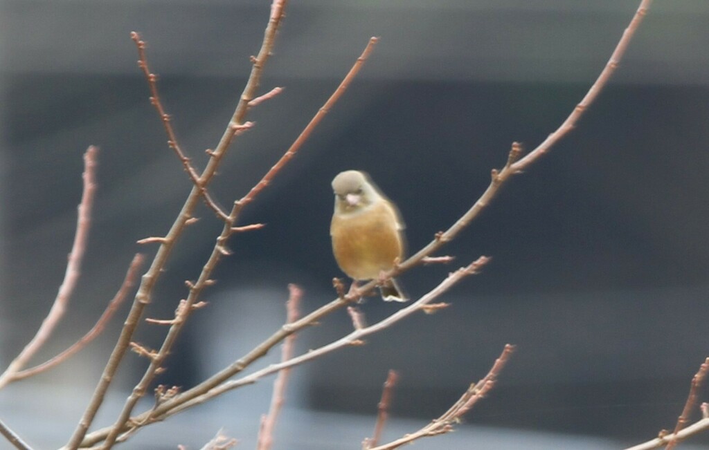 Oriental Greenfinch from Shibokusa, Oshino, Minamitsuru District ...