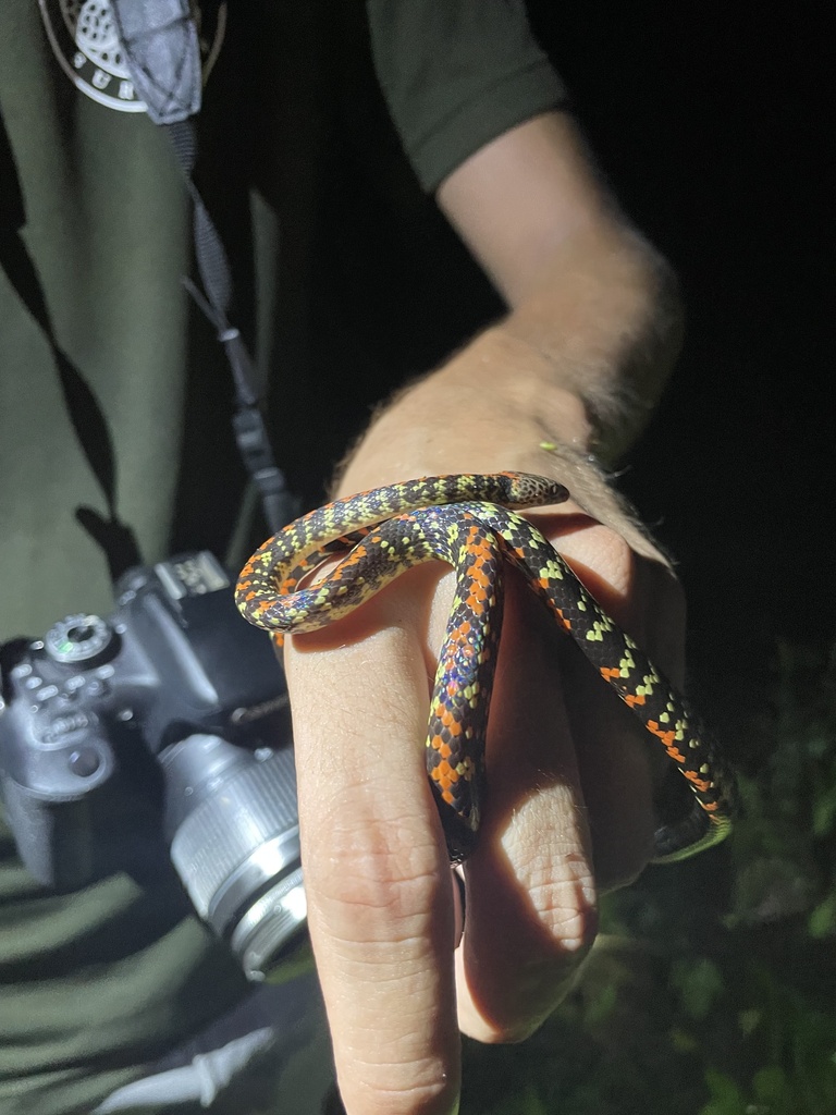 Panama Spotted Night Snake from Meerzorg, Commewijne, SR on December 10 ...