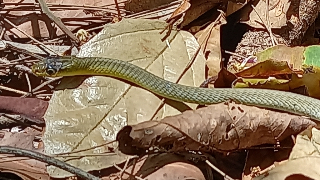 Common Tree Snake from Upper Caboolture QLD 4510, Australia on December ...