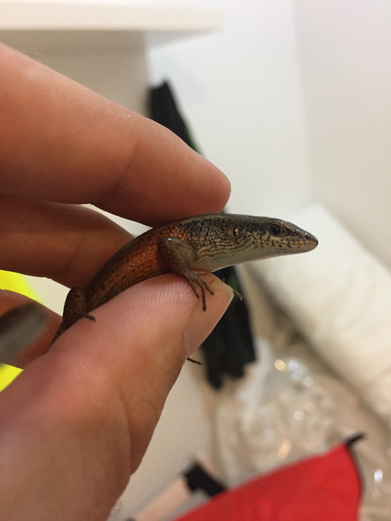 Robust Rainbow-skink from Whitsunday, Queensland, Australia on December ...