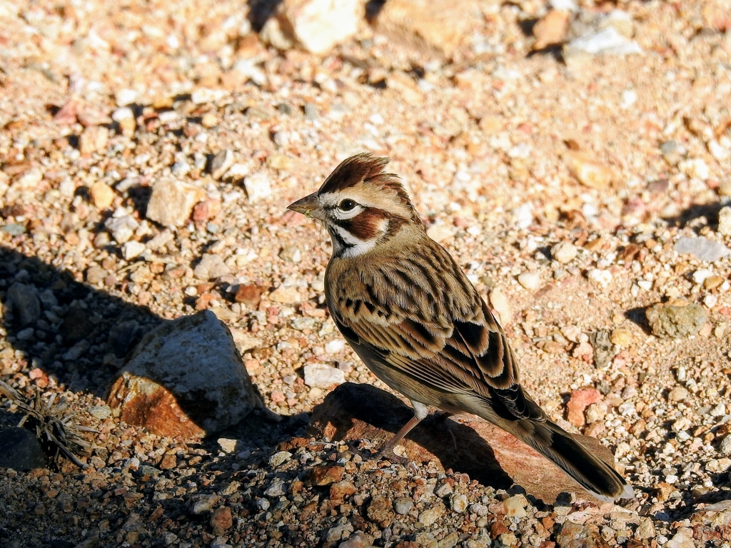 Lark Sparrow from san jose de gracia oaxaca on November 18, 2023 at 04: ...
